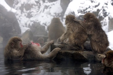 Subzero Temperatures Group Japanese Macaque Monkeys Editorial Stock ...