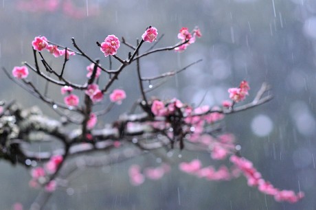 Plum Blossoms Rain On Grounds Hongu Editorial Stock Photo - Stock Image ...