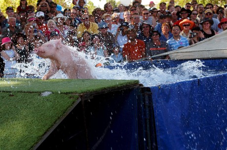 13 Diving pig Stock Pictures, Editorial Images and Stock Photos ...
