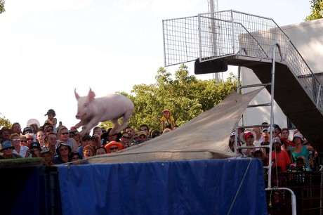 13 Diving pig Stock Pictures, Editorial Images and Stock Photos ...