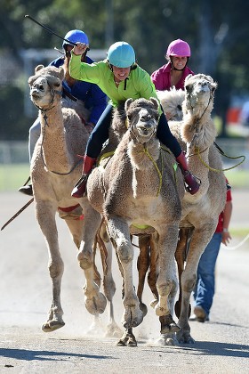 Cameleers Compete Race During Sydney Camel Editorial Stock Photo ...