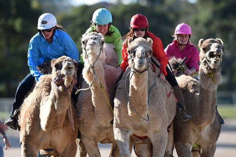 Cameleers Compete Race During Sydney Camel Editorial Stock Photo ...