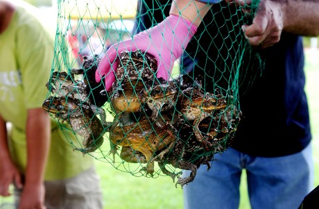 Hundreds Cane Toads Brought By Locals Editorial Stock Photo - Stock ...