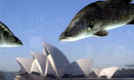 Two Barramundi Fish Swim Tank Front Editorial Stock Photo - Stock Image ...