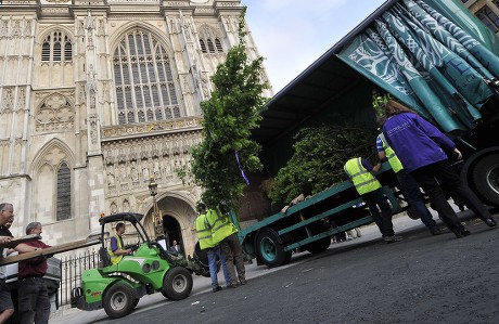 Field Maple Trees Delivered Westminster Abbey Editorial Stock Photo ...