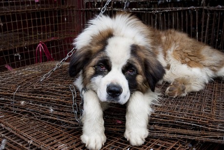 47 Draft dogs Stock Pictures, Editorial Images and Stock Photos ...