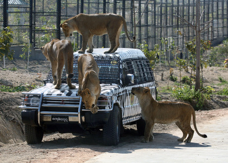 Lions Seen Safari Park Naypyitaw During Editorial Stock Photo - Stock ...