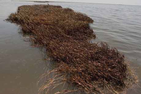 Marsh Grass Dying Oil Barataria Bay Editorial Stock Photo - Stock Image ...