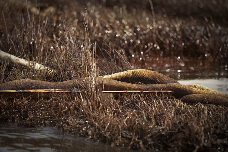 Marsh Grass Dying Oil Barataria Bay Editorial Stock Photo - Stock Image ...