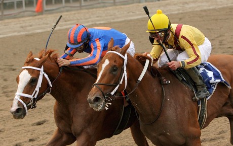 __COUNT__ Usa Horse Racing Belmont Stakes - Jun 2007 Stock Pictures ...