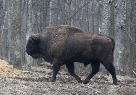 Bison Seen State Radiation Ecology Reserve Editorial Stock Photo ...