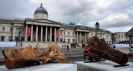 Huge Tree Stumps Lie Trafalgar Square Editorial Stock Photo - Stock ...