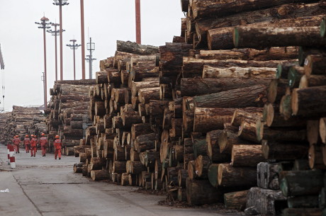 3 Timber growing and logging Stock Pictures, Editorial Images and Stock ...