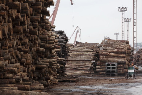 3 Timber growing and logging Stock Pictures, Editorial Images and Stock ...