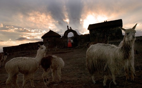 Llamas Front House Village Sillustani Sunset Editorial Stock Photo ...
