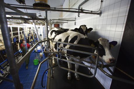 32 Stockbreeding Stock Pictures, Editorial Images and Stock Photos ...