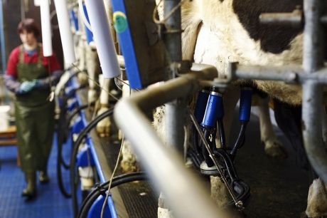 32 Stockbreeding Stock Pictures, Editorial Images and Stock Photos ...