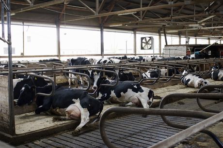 32 Stockbreeding Stock Pictures, Editorial Images and Stock Photos ...