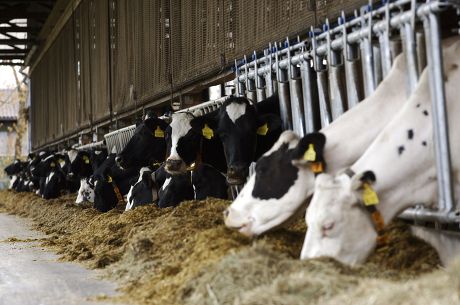 32 Stockbreeding Stock Pictures, Editorial Images and Stock Photos ...