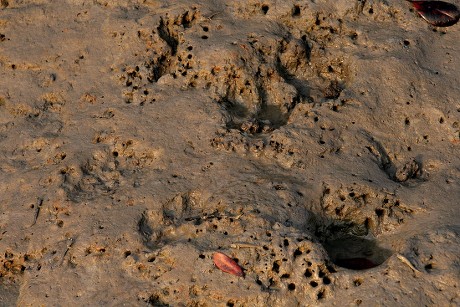 Royal Bengal Tiger Tracks Seen On Editorial Stock Photo - Stock Image ...