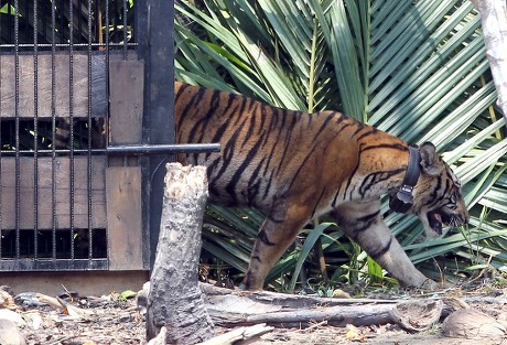 Putri Female Sumatran Tiger Walks Out Editorial Stock Photo - Stock ...