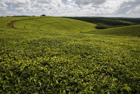 1000 Hectare Tea Estate Owned By Editorial Stock Photo - Stock Image ...
