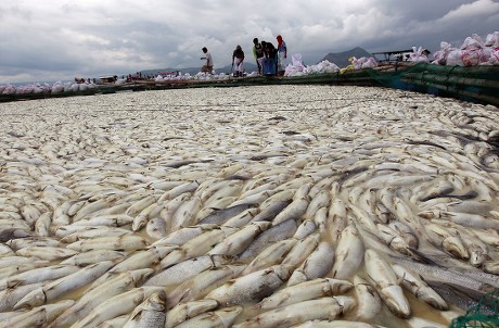 Filipinos Collect Dead Fish Taal Lake Editorial Stock Photo - Stock ...