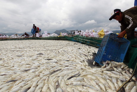 Filipinos Collect Dead Fish Taal Lake Editorial Stock Photo - Stock ...
