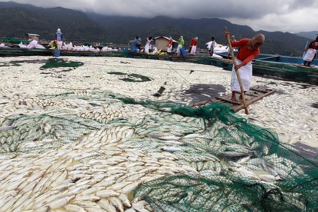Filipinos Collect Dead Fish Taal Lake Editorial Stock Photo - Stock ...