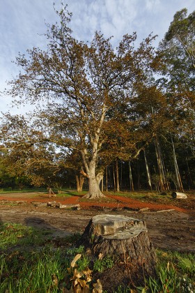 Tree Stump Following Tree Felling Operation Editorial Stock Photo ...