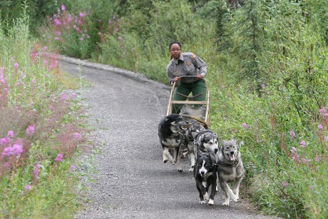2 Denali park ranger Stock Pictures, Editorial Images and Stock Photos ...