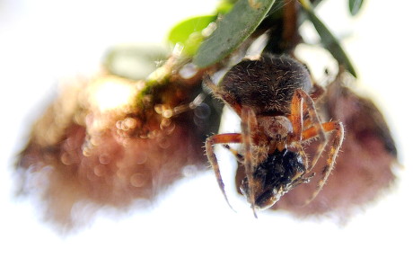 Cobweb Spiders Devours Prey After Wrapping Editorial Stock Photo ...