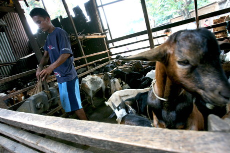 Filipino Who Sells Goats Living Fetches Editorial Stock Photo - Stock ...