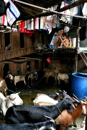 Filipino Family Who Sells Goats Living Editorial Stock Photo - Stock ...