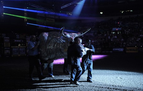 Workers Move Giant Fake Bull Head Editorial Stock Photo - Stock Image ...