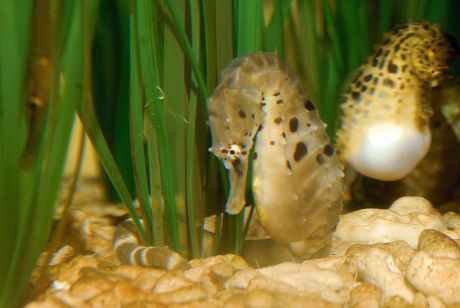 30 Baby Seahorses Have Been Born Editorial Stock Photo - Stock Image ...