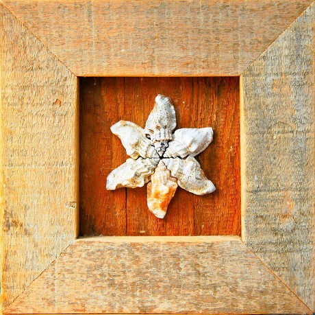 Beachcombed Seashells Fit Together Exactly Make Editorial Stock Photo ...