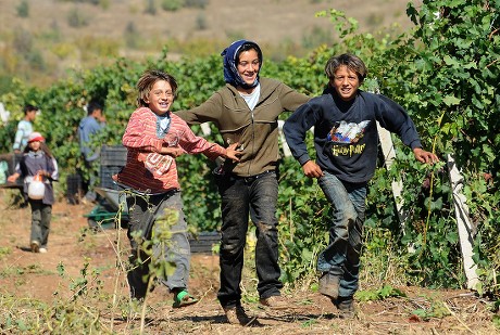 Gipsy Children Run During Grape Harvest Editorial Stock Photo - Stock ...