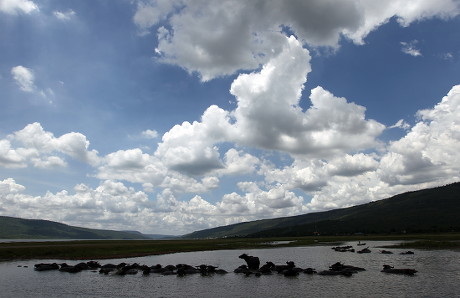 Water Buffalo Wallow Kow Water Reservoir Editorial Stock Photo - Stock ...