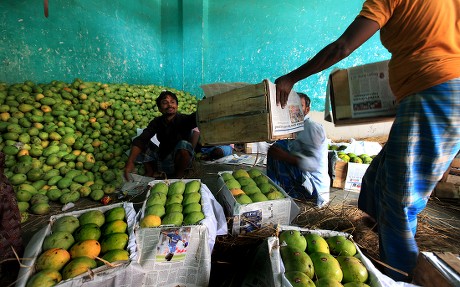 Mangos Being Packed Export Bangladesh Wholesale Editorial Stock Photo ...