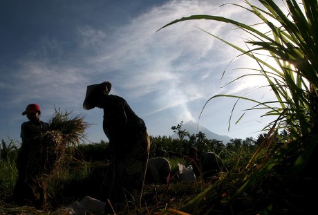Farmers Harvest Paddy Field Near Mount Editorial Stock Photo - Stock ...