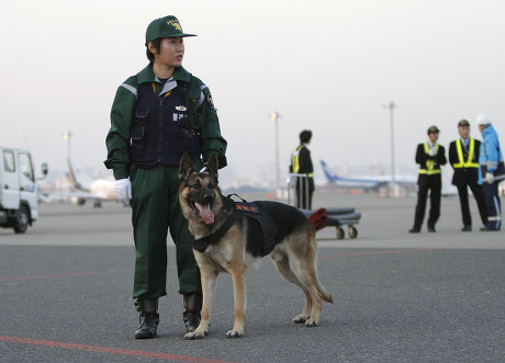 Japanese Police Sniffing Dog Duty Before Editorial Stock Photo - Stock ...