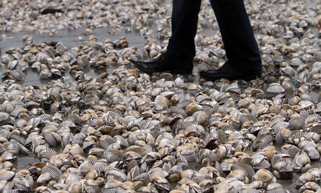 Pakistani Man Collects Sea Shells On Editorial Stock Photo - Stock ...