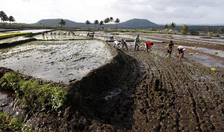 Filipino Farmers Plant Rice Near Foot Editorial Stock Photo - Stock ...