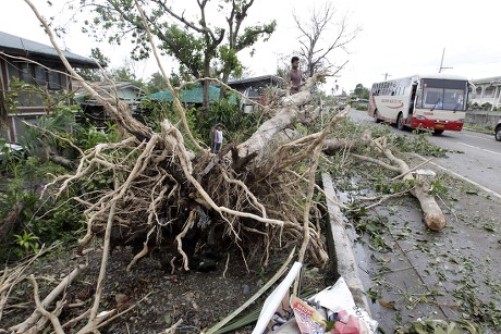 Filipino Cuts Uprooted Tree After Onslaught Editorial Stock Photo ...