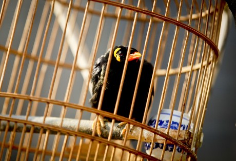 Common Myna Bird Indian Myna Bird Editorial Stock Photo - Stock Image ...