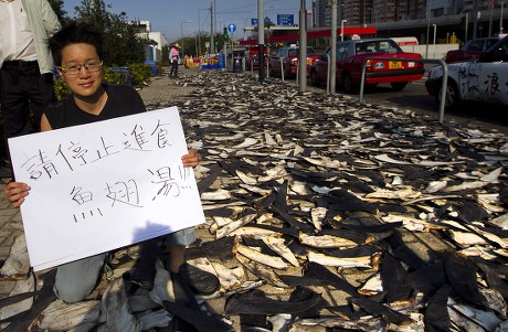 Antishark Fin Activist Holds Banner Calling Editorial Stock Photo ...