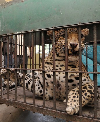 Full Grown Leopard Kept Cage After Editorial Stock Photo - Stock Image ...