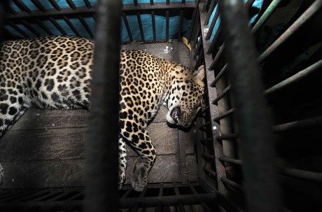 Full Grown Leopard Lies Cage After Editorial Stock Photo - Stock Image ...