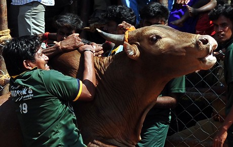 Bull Runs Through Crowd Young Bullfighter Editorial Stock Photo - Stock ...